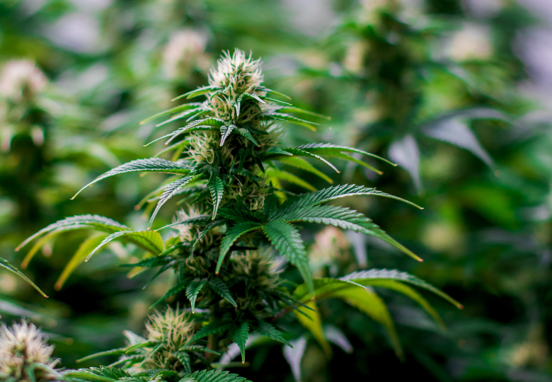 Anatomie konopné palice