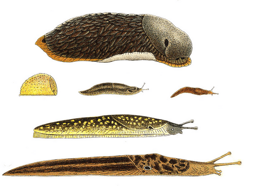 Najčastejší škodcovia konope 1/2 | SemenaMarihuany.sk